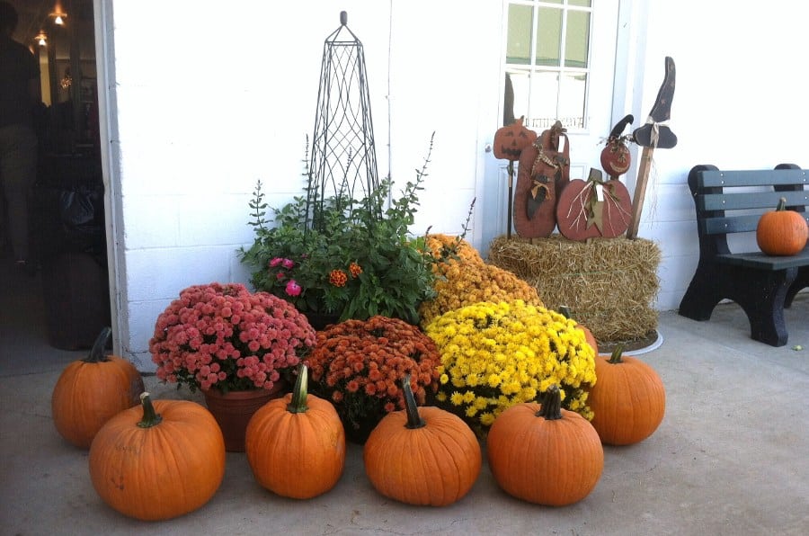 Jumbo's Pumpkin Patch: Your Inexpensive, Family Fun is Here ...