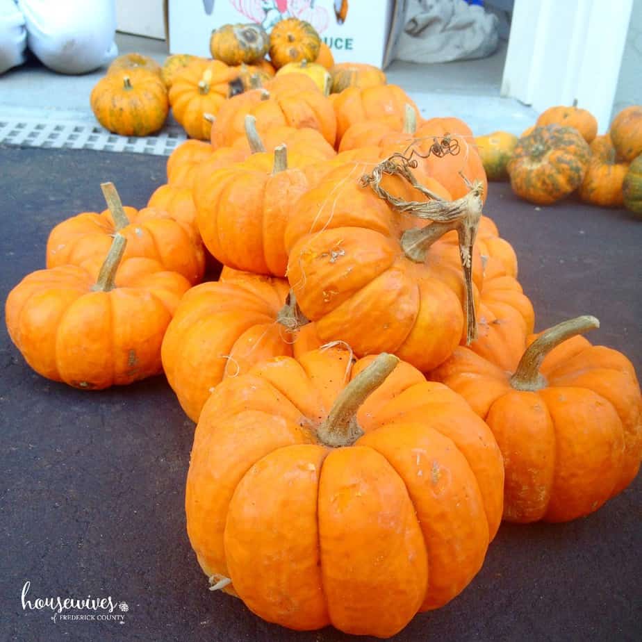Pumpkin Chunkin & How to Host Your Own Event - Housewives of Frederick ...